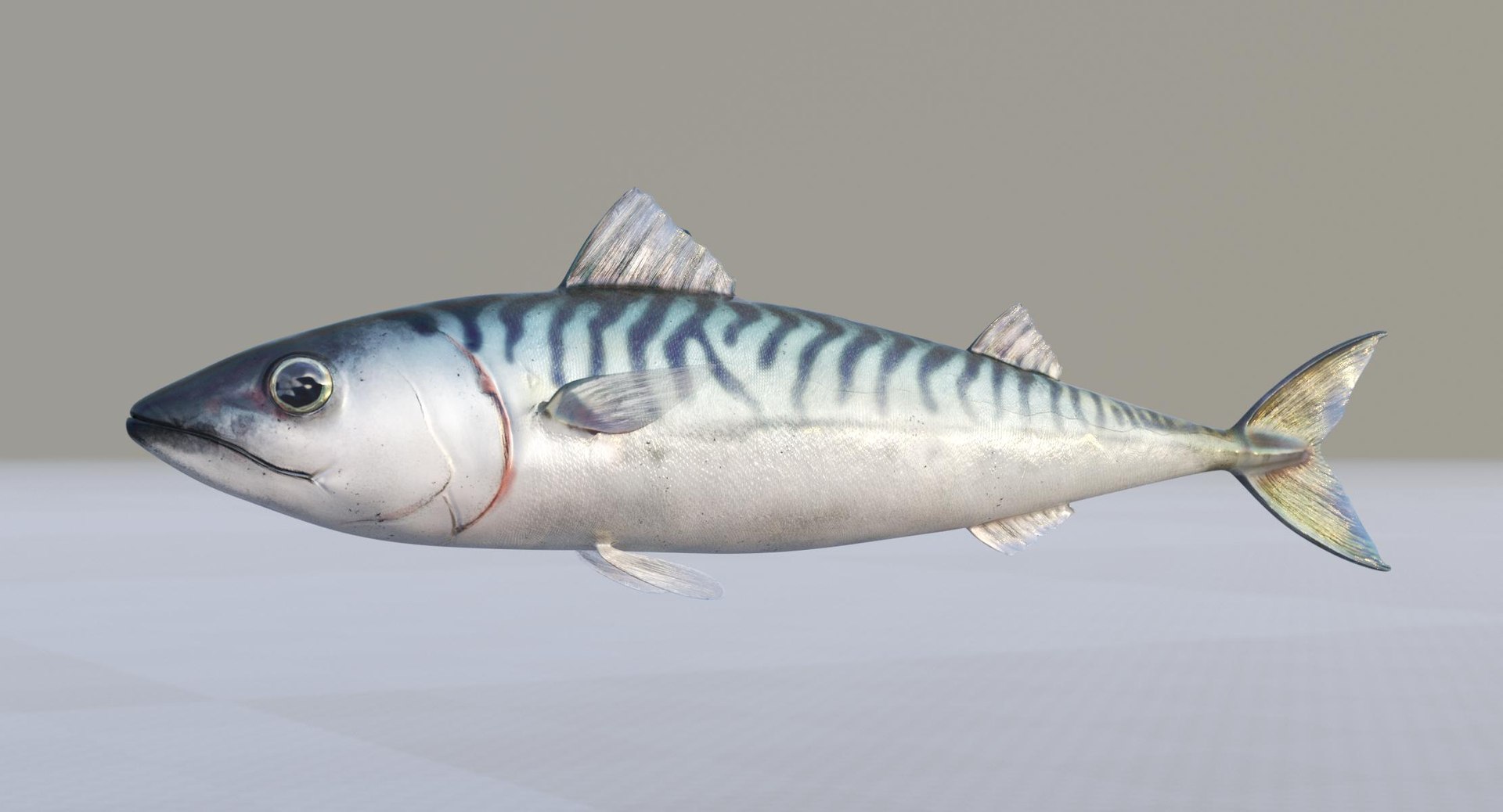 3D blue mackerel model - TurboSquid 1270951