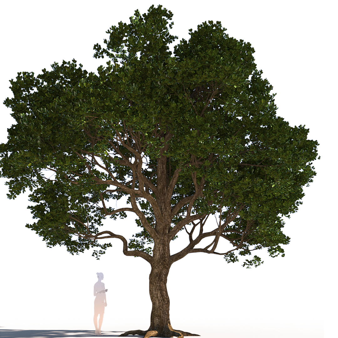 Coast live oak quercus 3D model - TurboSquid 1692858