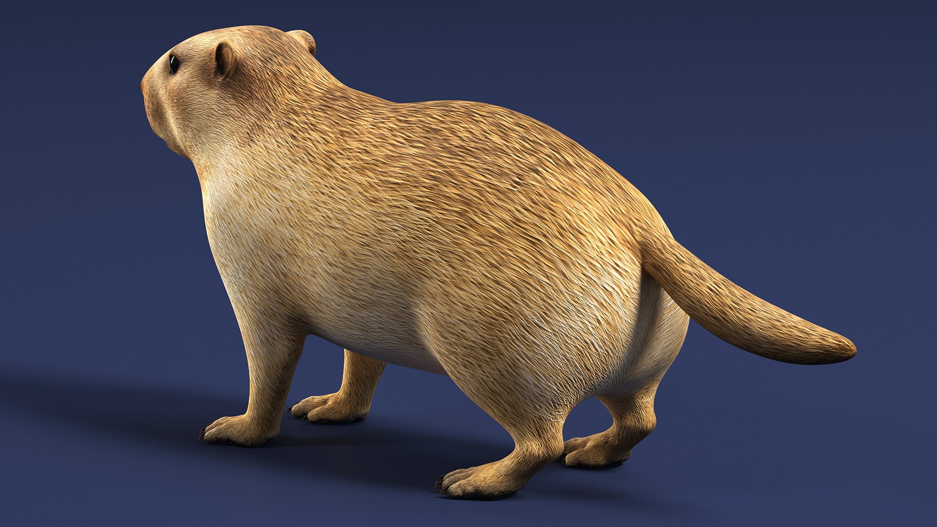 Marmot Rigged For Modo 3D Model - TurboSquid 1971254