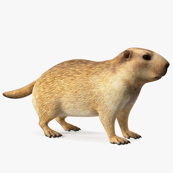 modelo 3d Marmot Rigged for Modo - TurboSquid 1971254