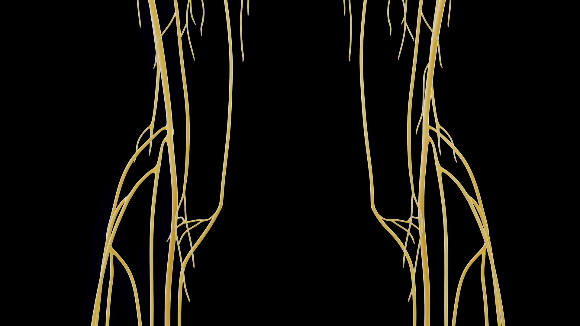 3D model Human Female Nervous System - TurboSquid 2010734