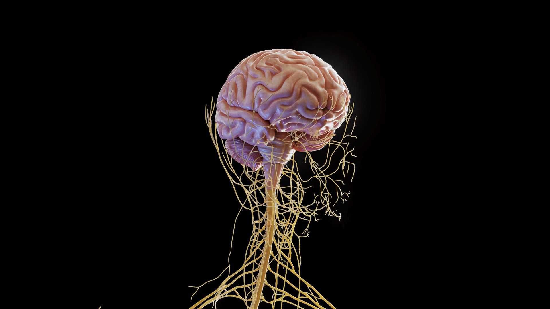 3D model Human Female Nervous System - TurboSquid 2010734