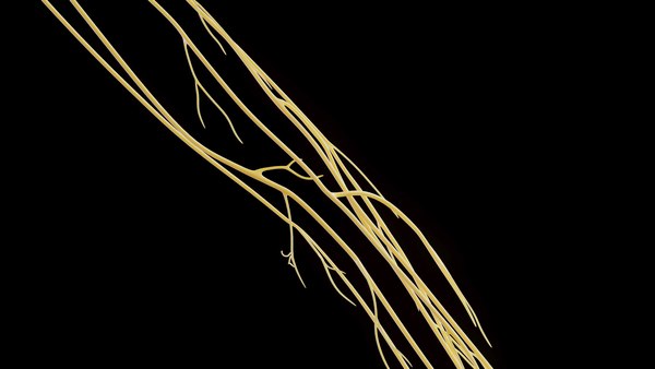 modelo 3d Sistema nervioso femenino humano - TurboSquid 2010734