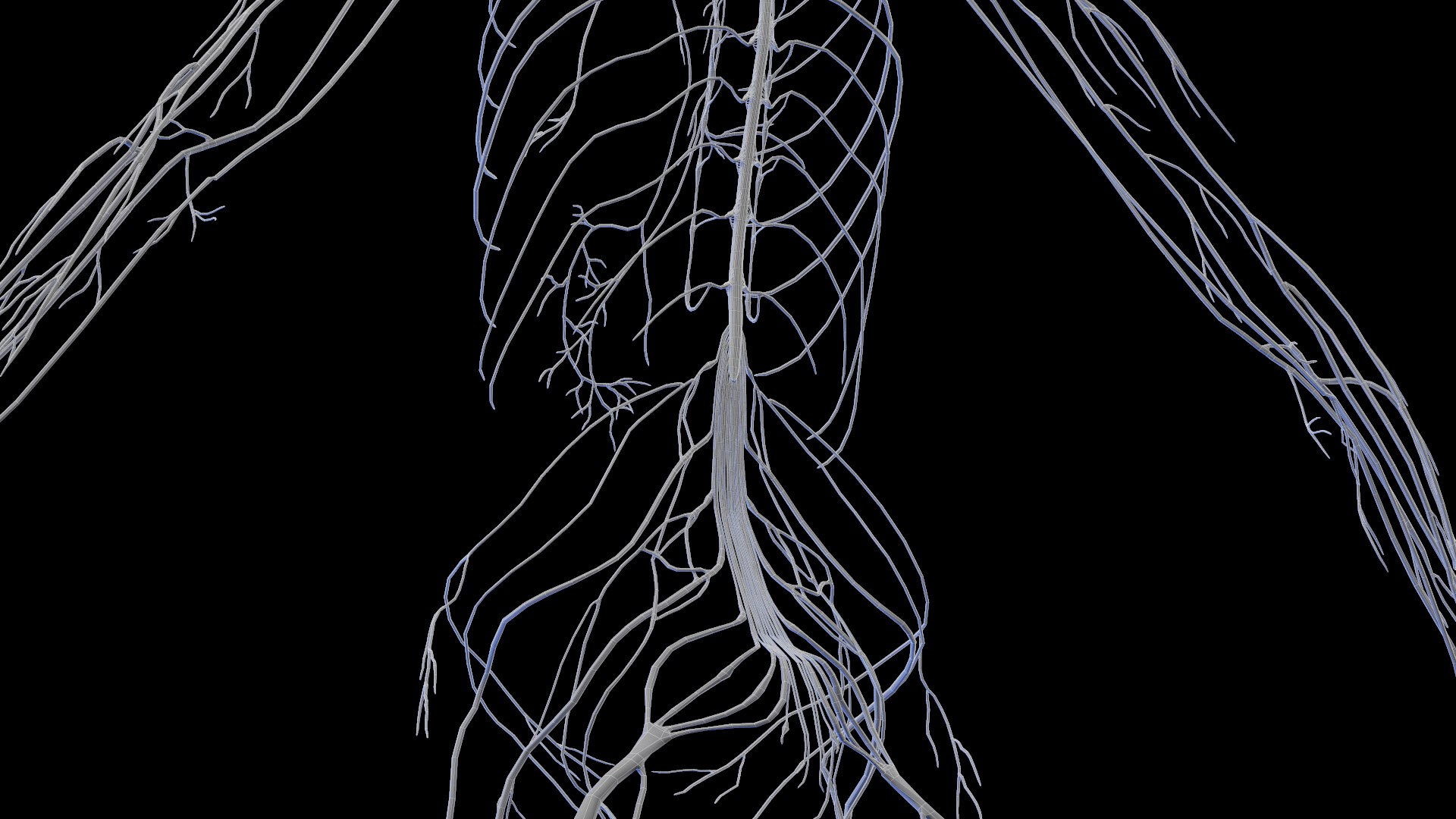 3D model Human Female Nervous System - TurboSquid 2010734