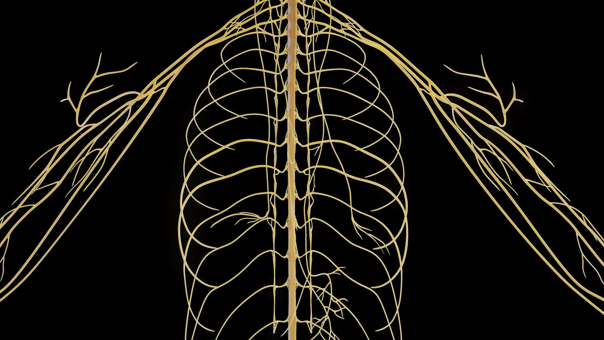 3D model Human Female Nervous System - TurboSquid 2010734