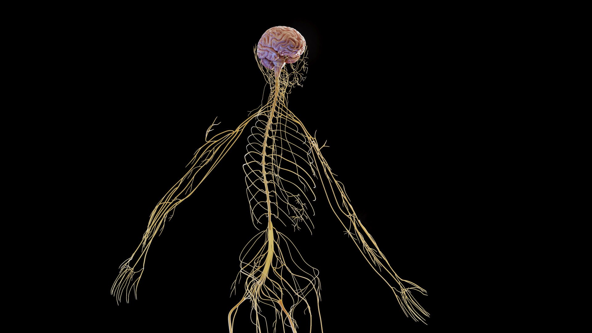 3D model Human Female Nervous System - TurboSquid 2010734