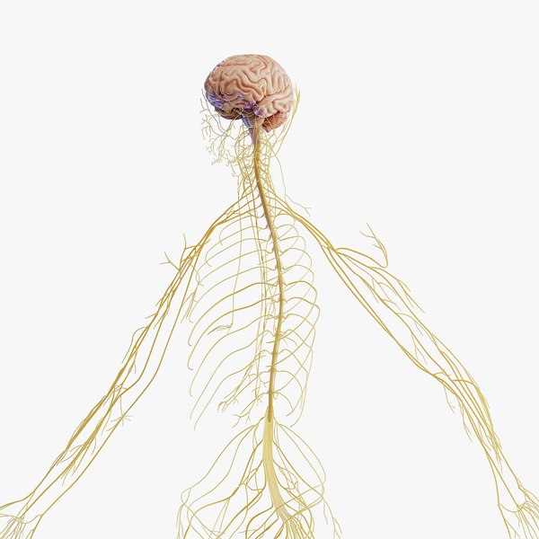 3D model Human Female Nervous System - TurboSquid 2010734