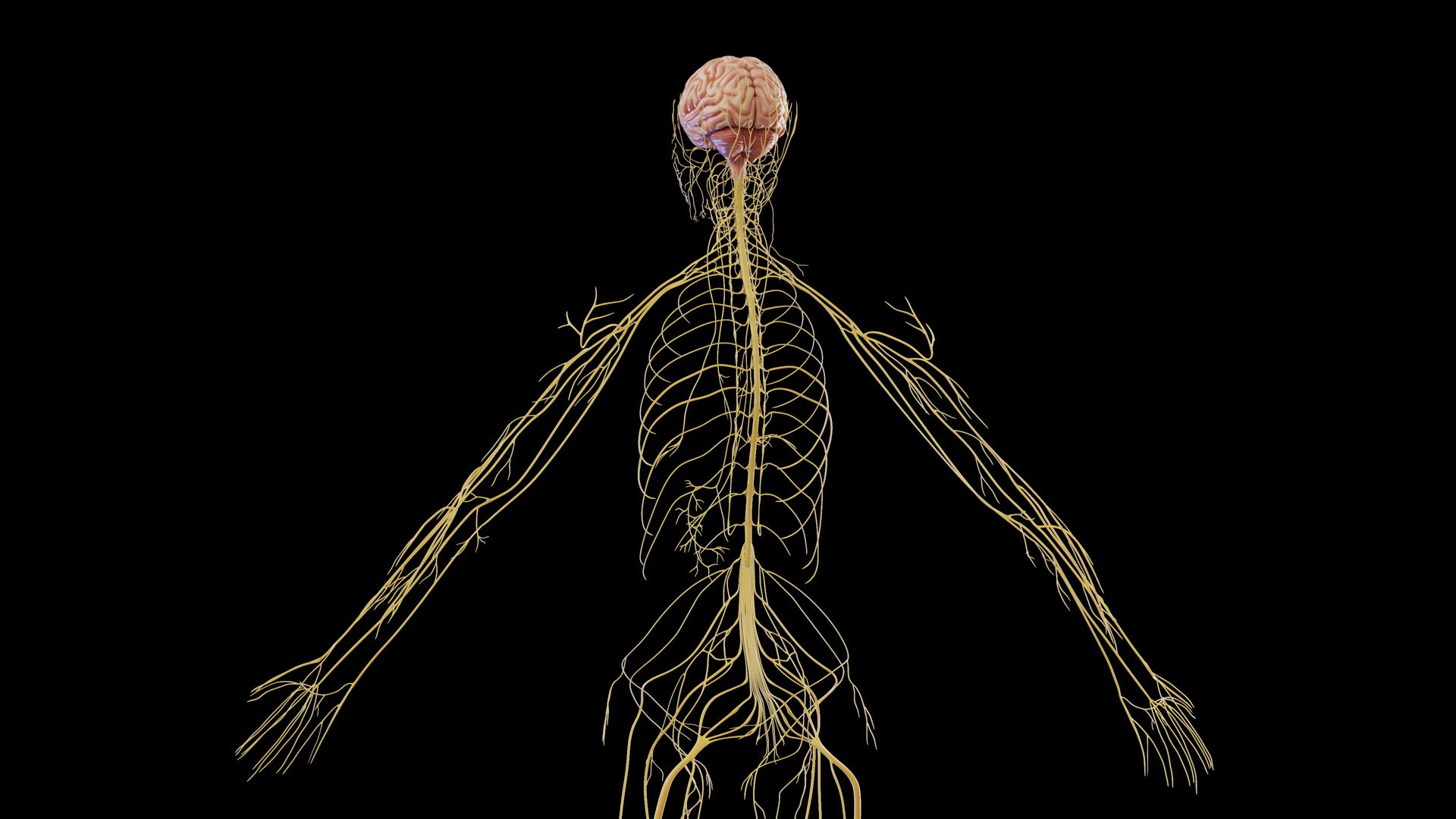 3D model Human Female Nervous System - TurboSquid 2010734