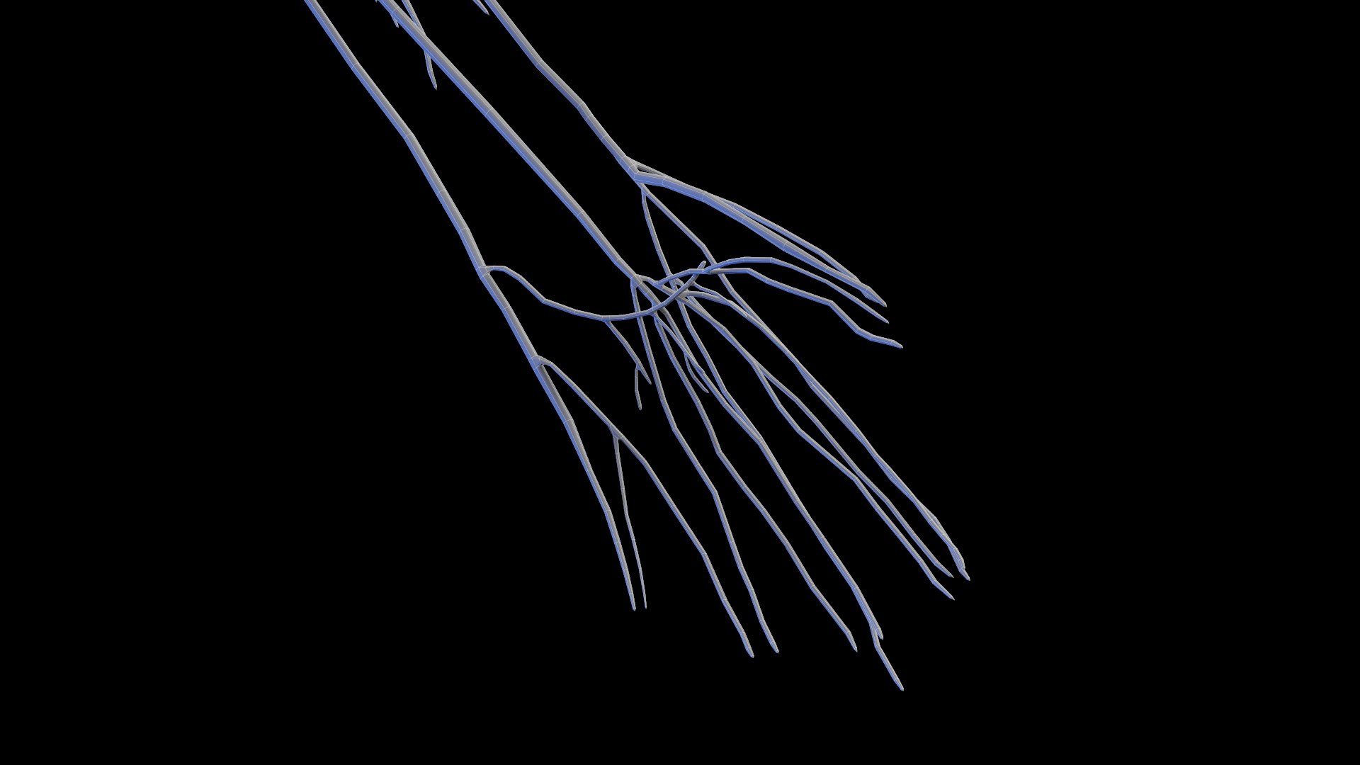 3D model Human Female Nervous System - TurboSquid 2010734