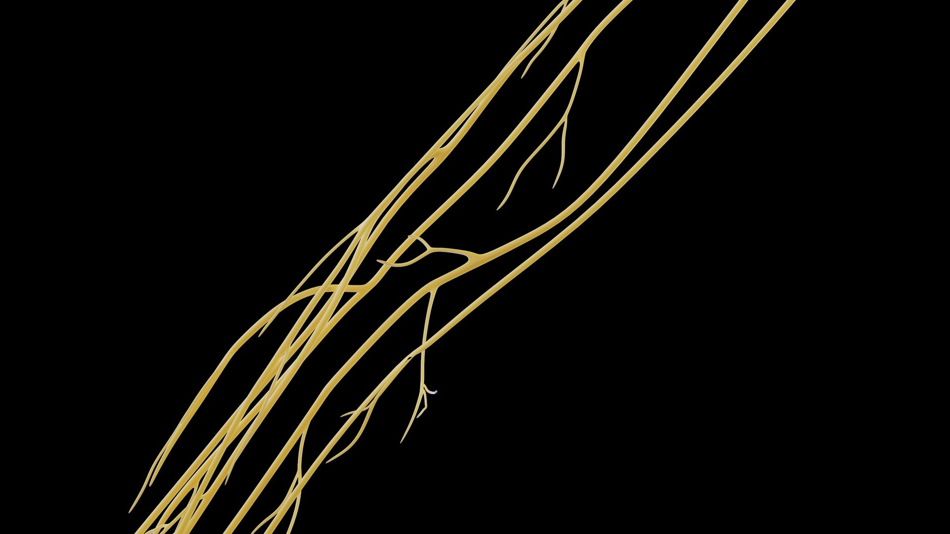 3D model Human Female Nervous System - TurboSquid 2010734