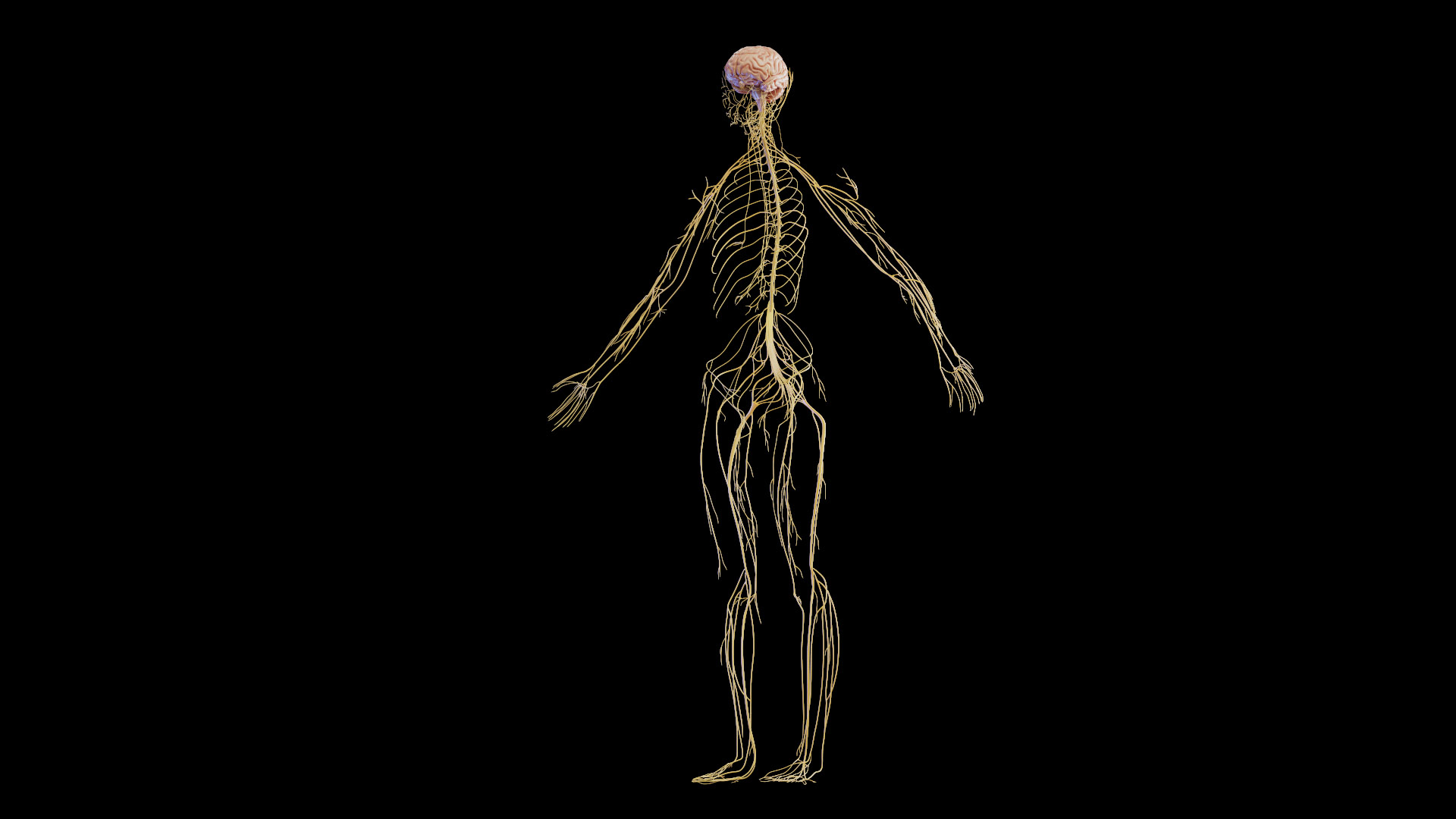 3D model Human Female Nervous System - TurboSquid 2010734