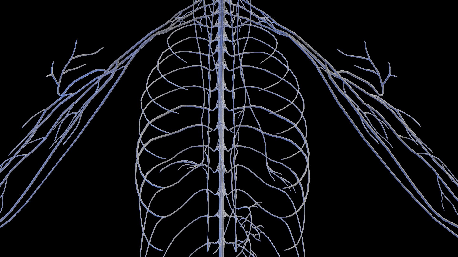 3D model Human Female Nervous System - TurboSquid 2010734