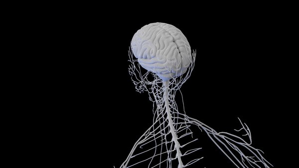 modelo 3d Sistema nervioso femenino humano - TurboSquid 2010734