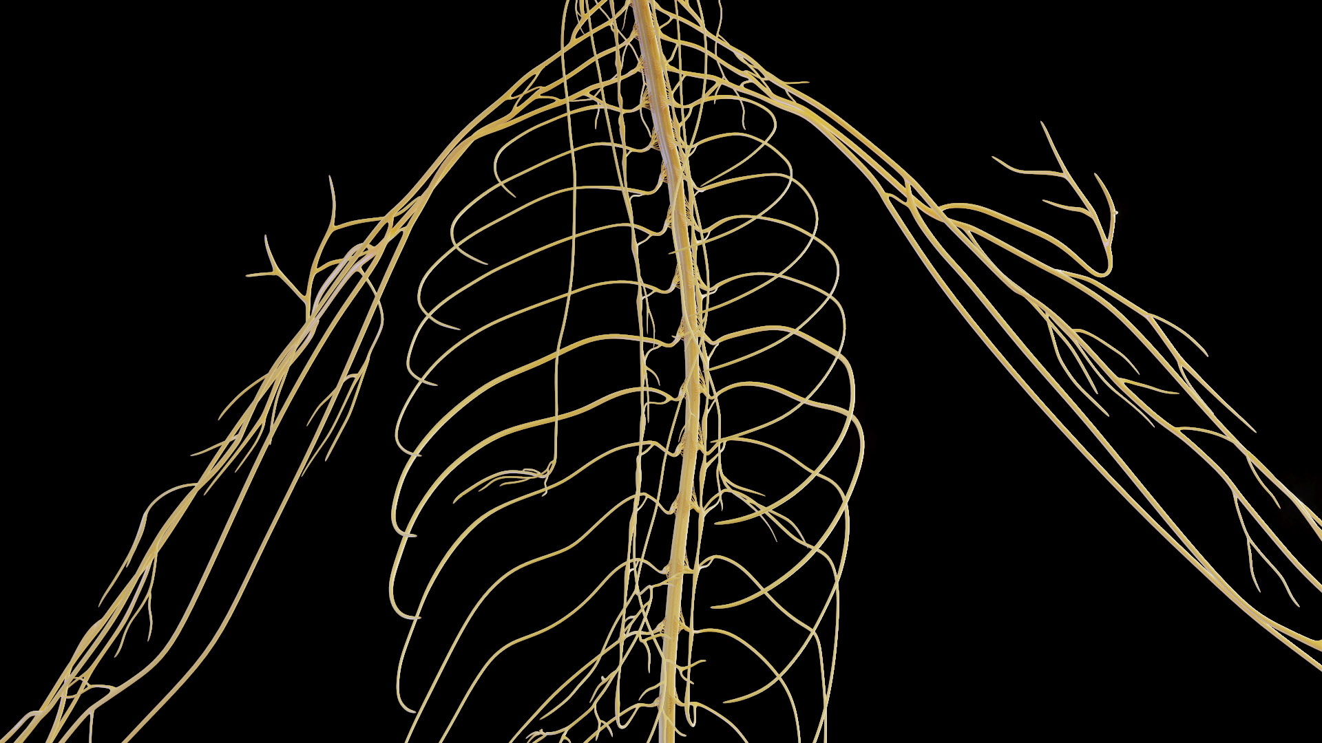 3D model Human Female Nervous System - TurboSquid 2010734