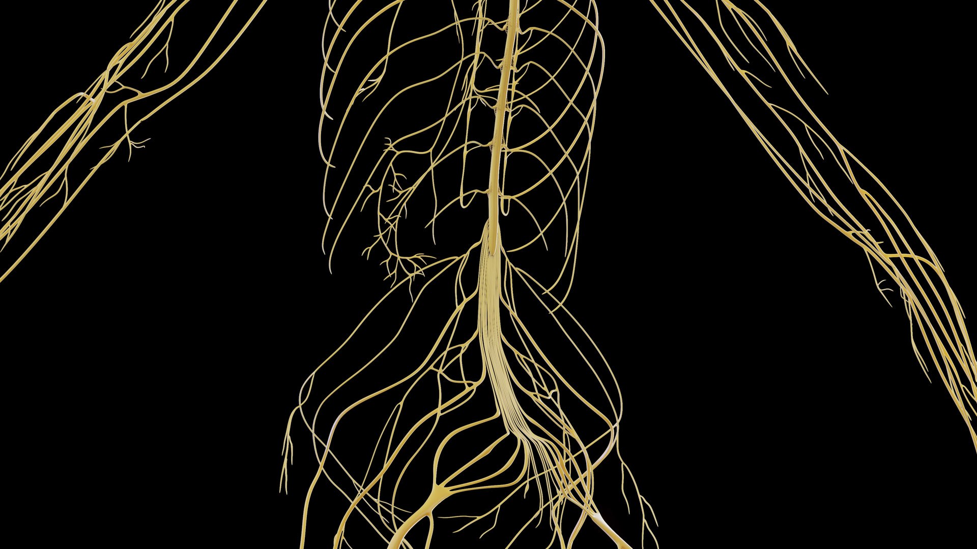 3D model Human Female Nervous System - TurboSquid 2010734