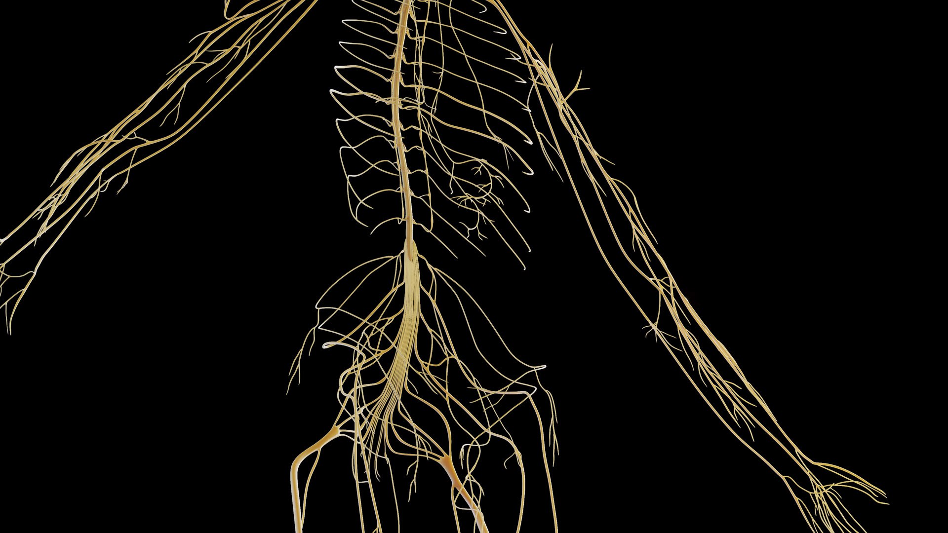 3D model Human Female Nervous System - TurboSquid 2010734