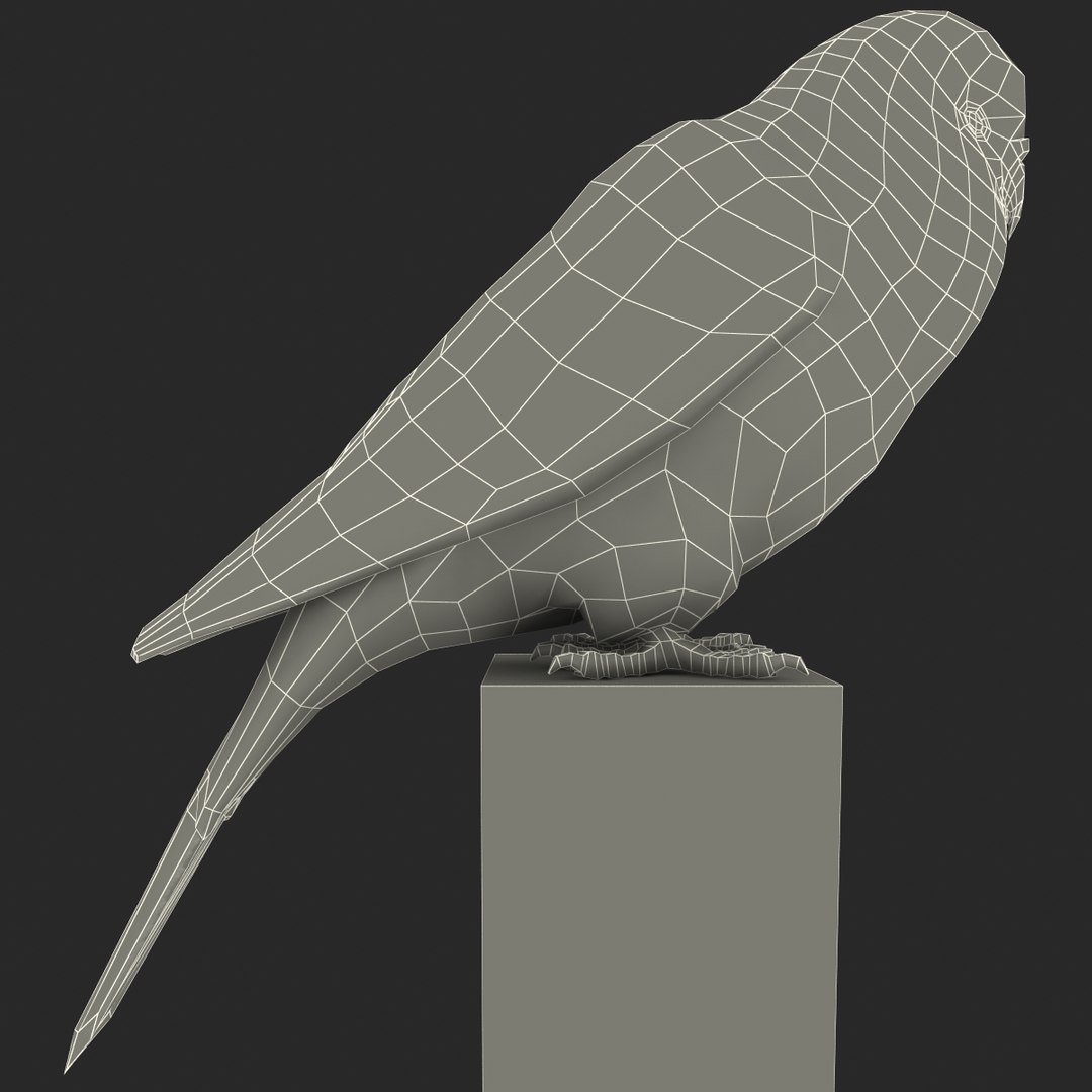 3d Budgerigar Parakeet Model