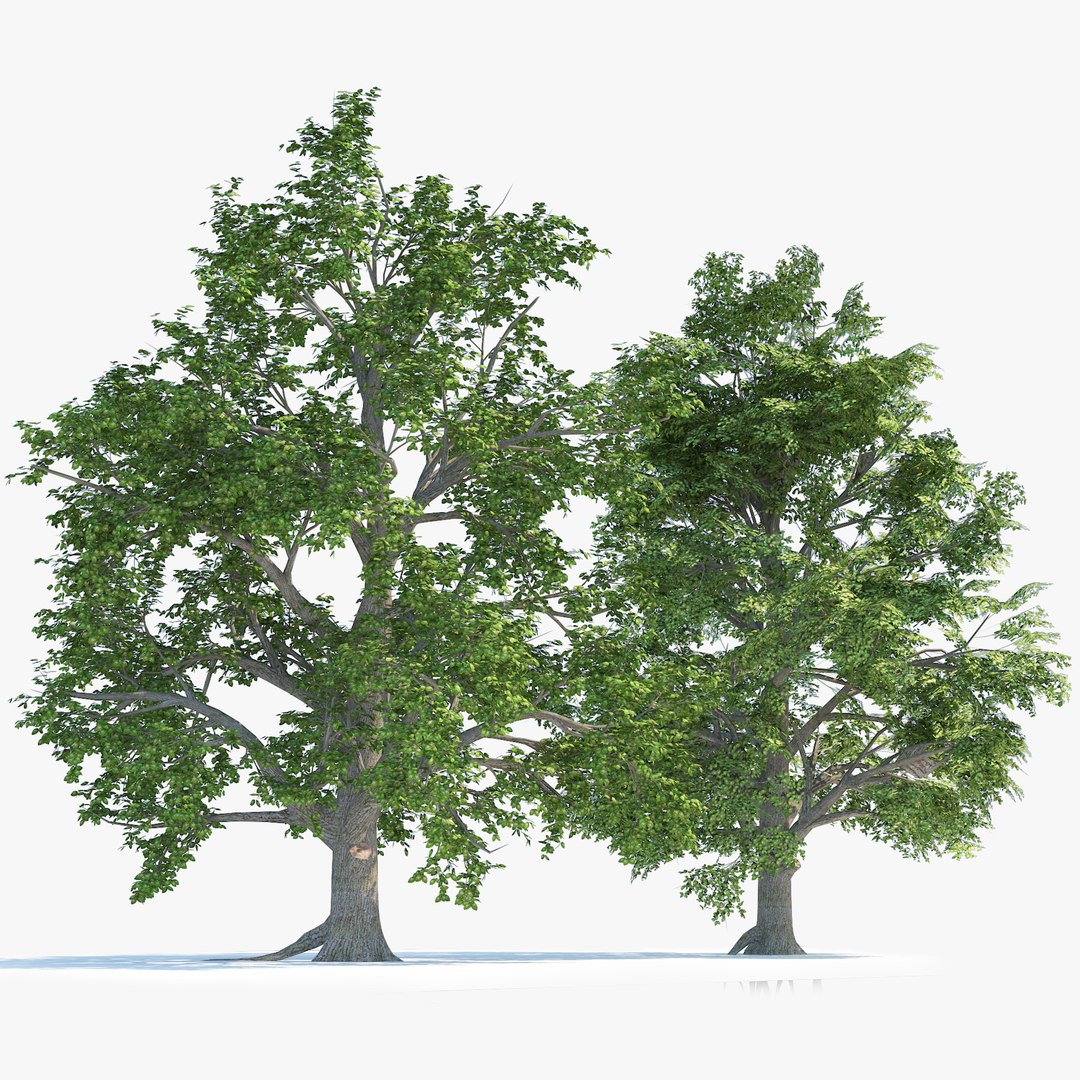 3D 2 Landscape Broadleaf Trees Model - TurboSquid 2044017
