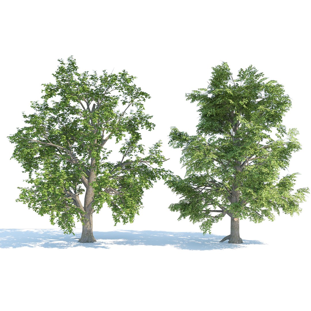 3D 2 Landscape Broadleaf Trees Model - TurboSquid 2044017