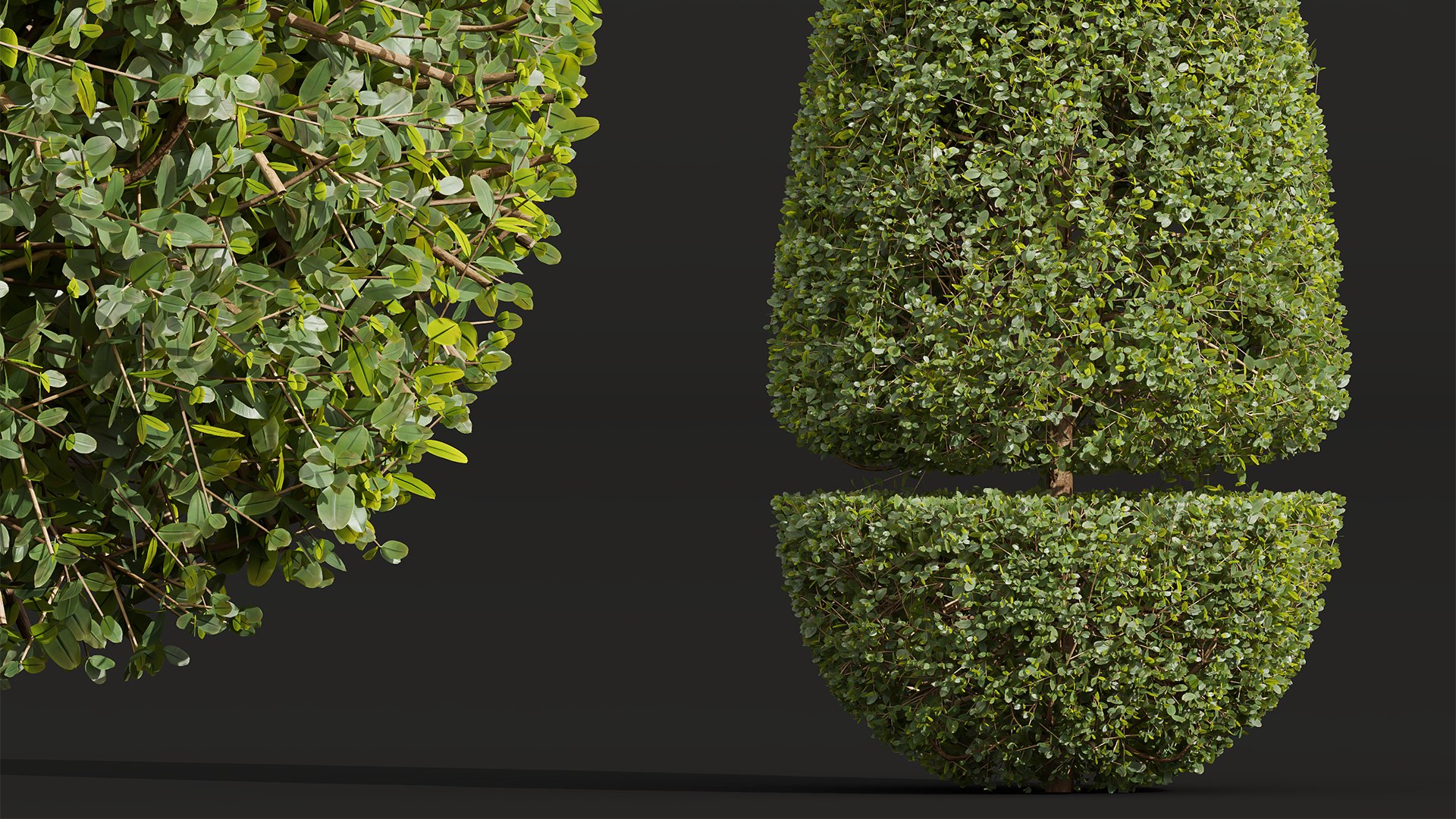 3D New Plant Ficus Concinna Bonsai Pruned06 - TurboSquid 2198804