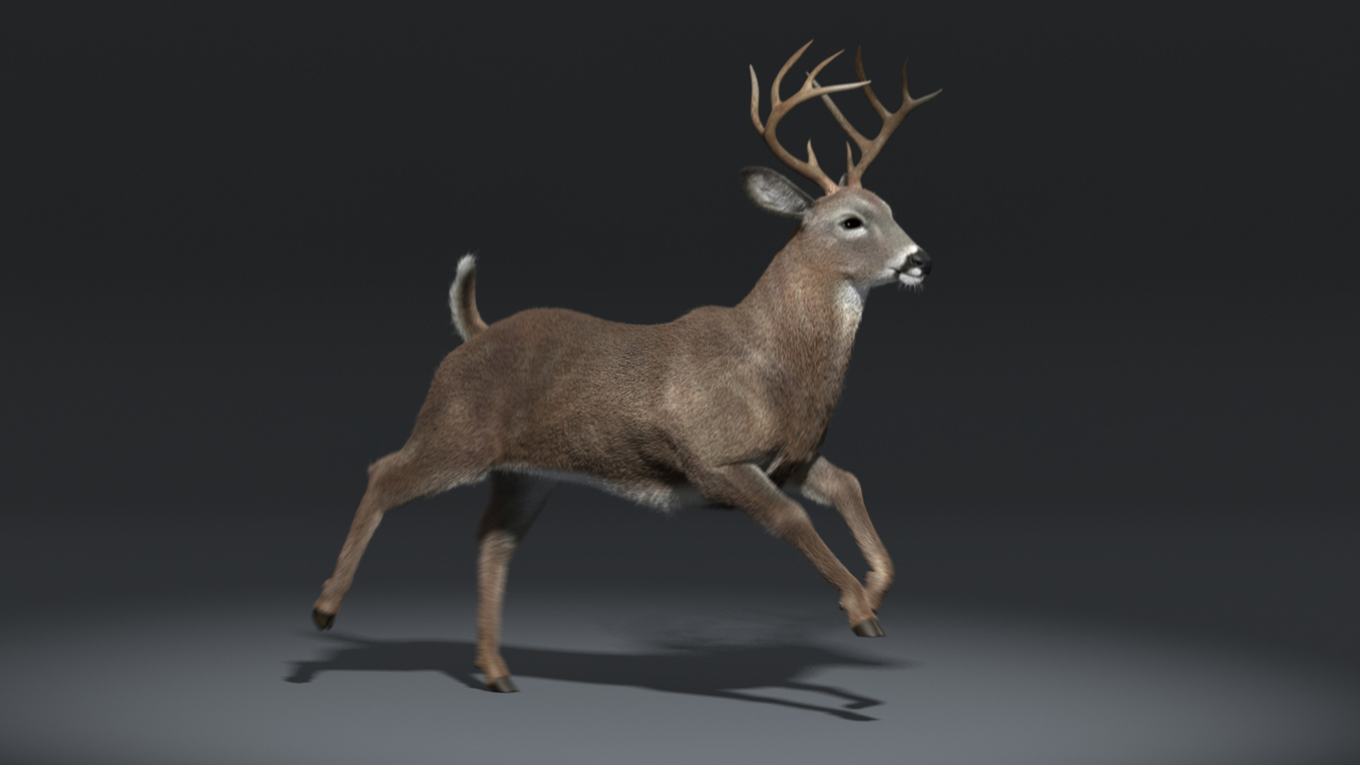 White Tailed Deer Fur Animated 3d Model Animated Rigged