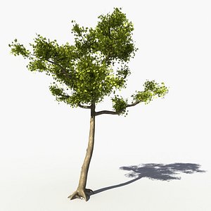 Animated Maple Tree 3D Models for Download | TurboSquid