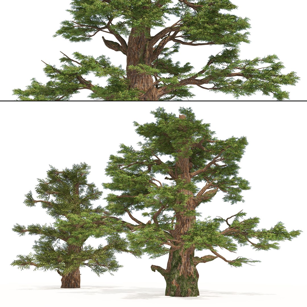 3D Juniper Trees High And Low Poly Trees Model - TurboSquid 2057248