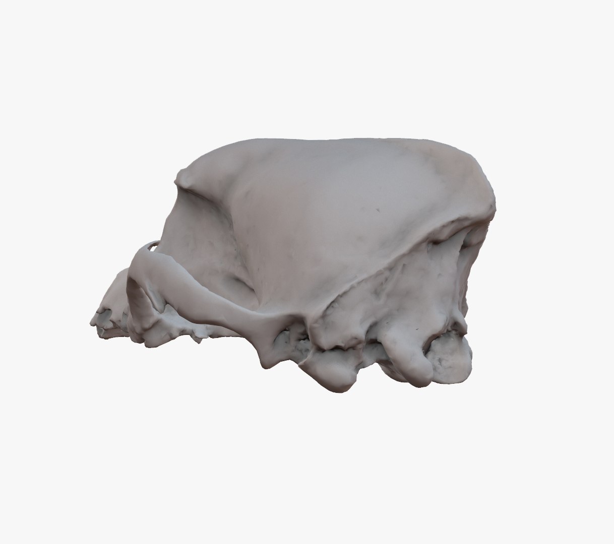 roe dear skull 3d 3ds
