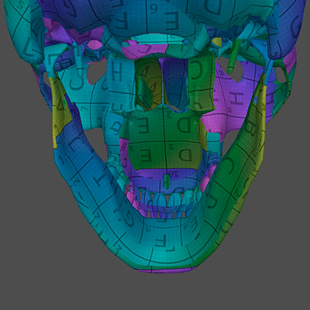 3d Model Human Skull Modeled
