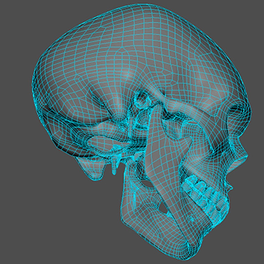 3d model human skull modeled
