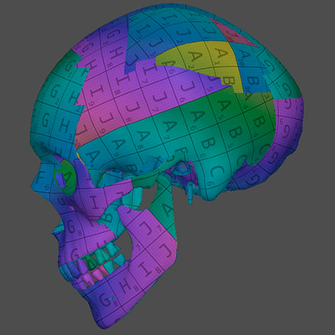 3d Model Human Skull Modeled