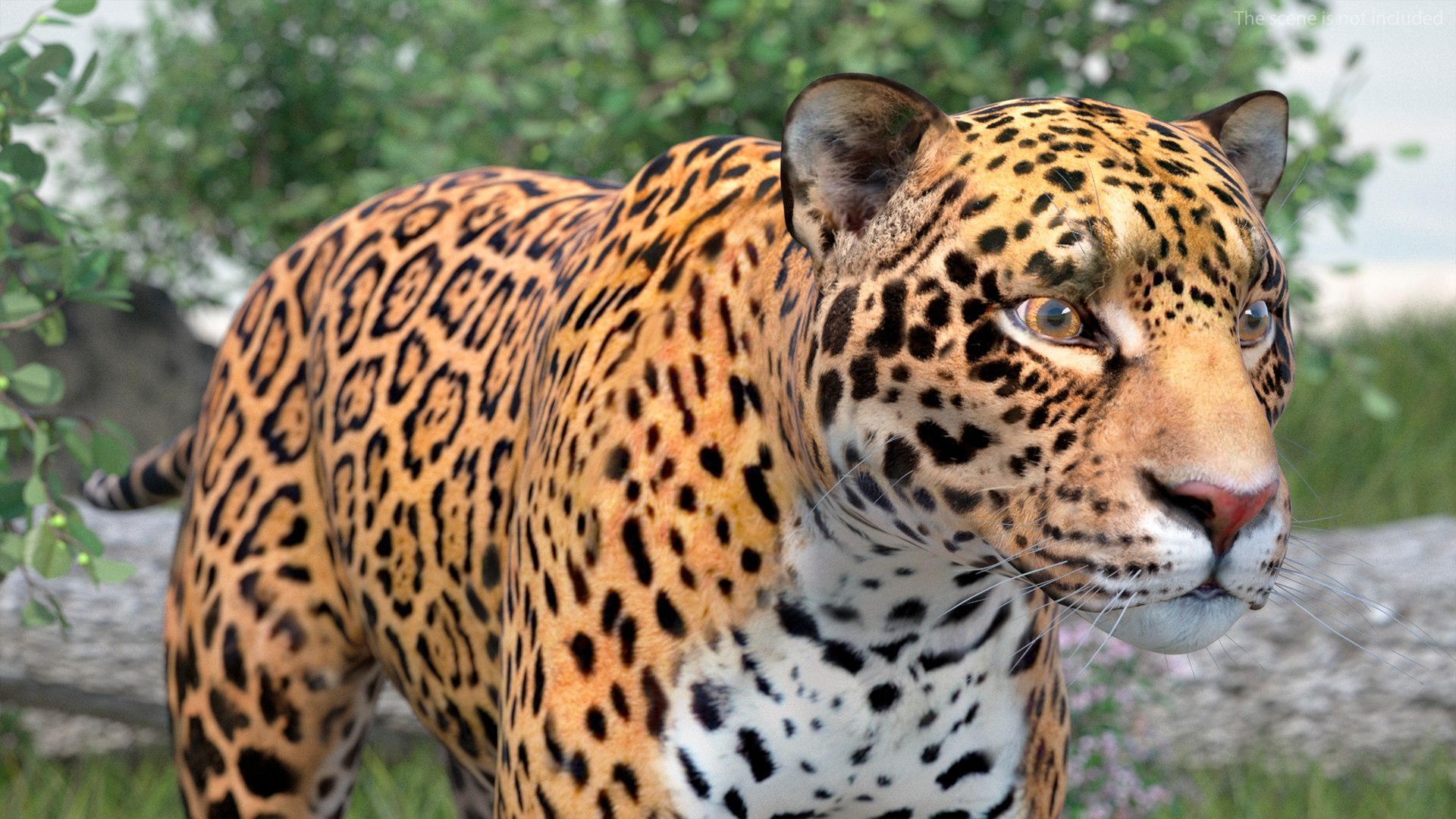3D Model Big Cats Rigged Collection For Cinema 4D - TurboSquid 2514474