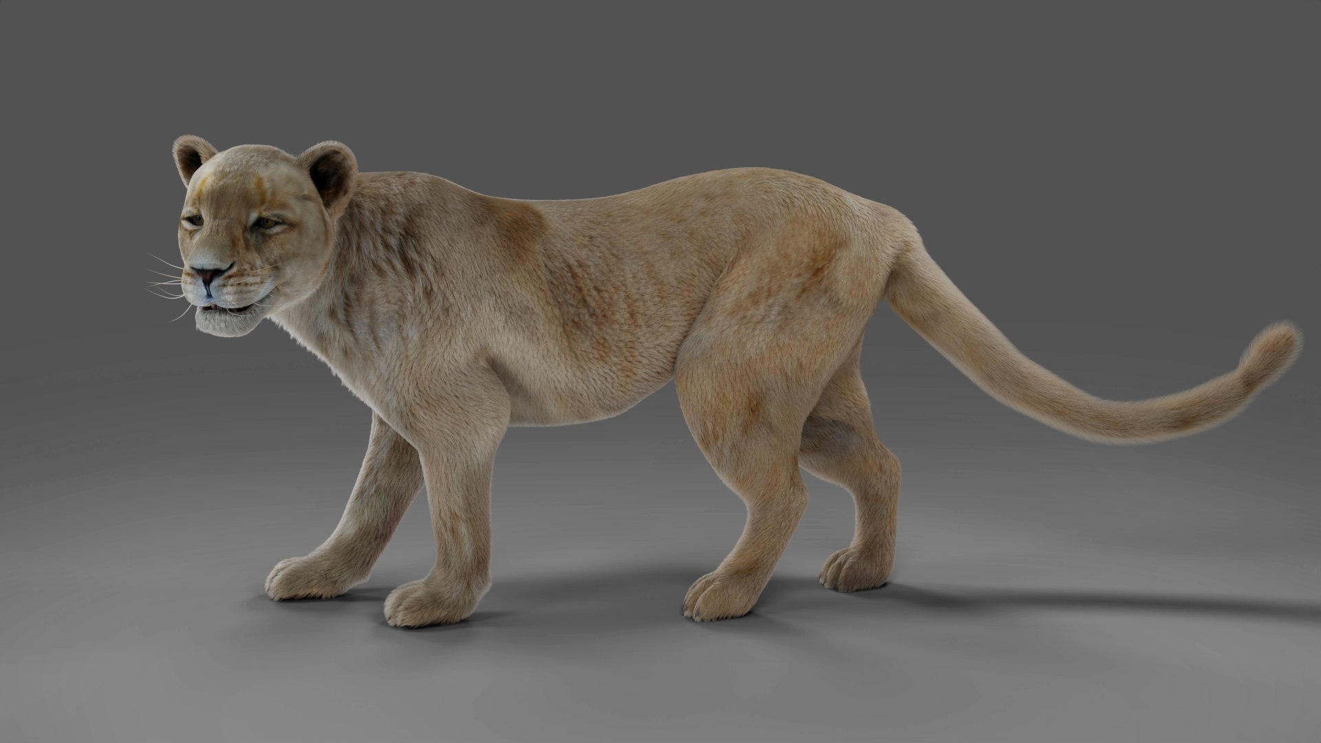3D Fur Lioness Rigged and Animation in Unity - TurboSquid 2034254