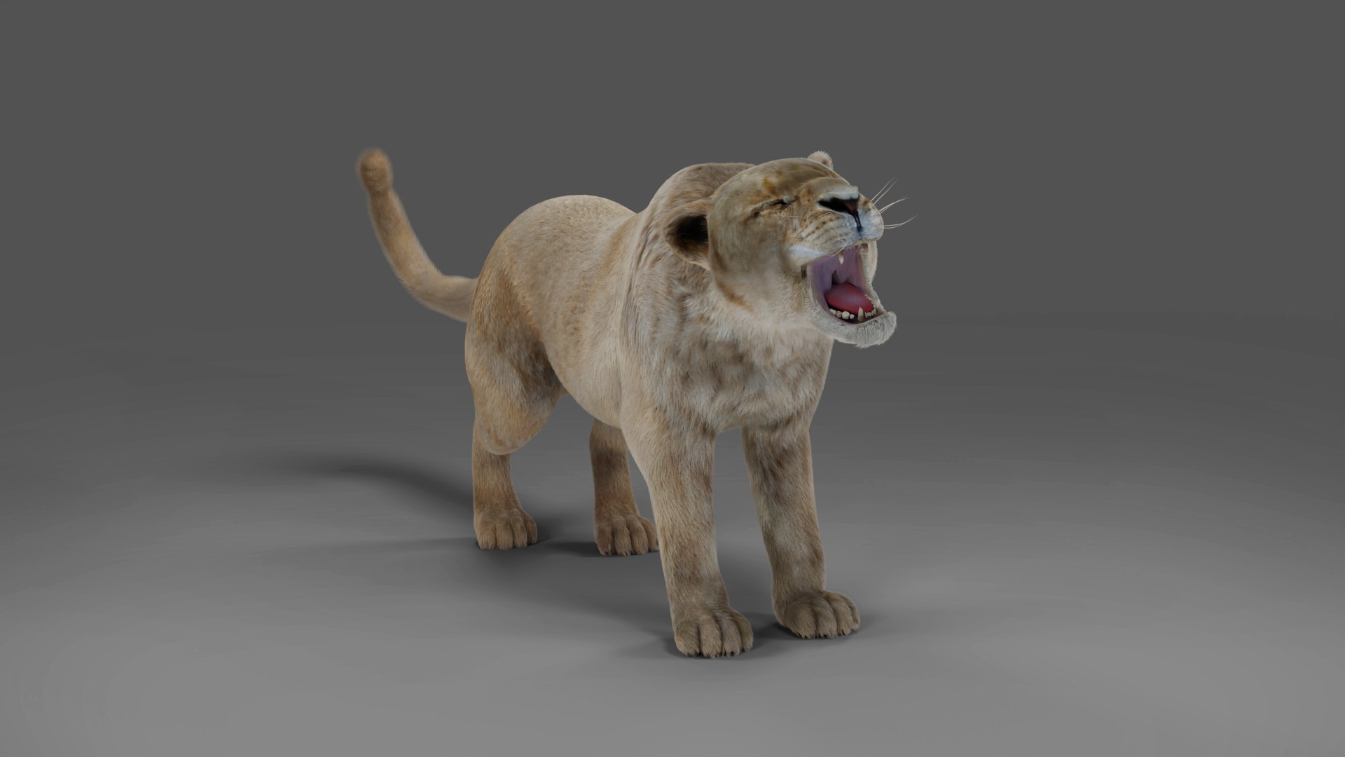 3D Fur Lioness Rigged And Animation In Unity - TurboSquid 2034254