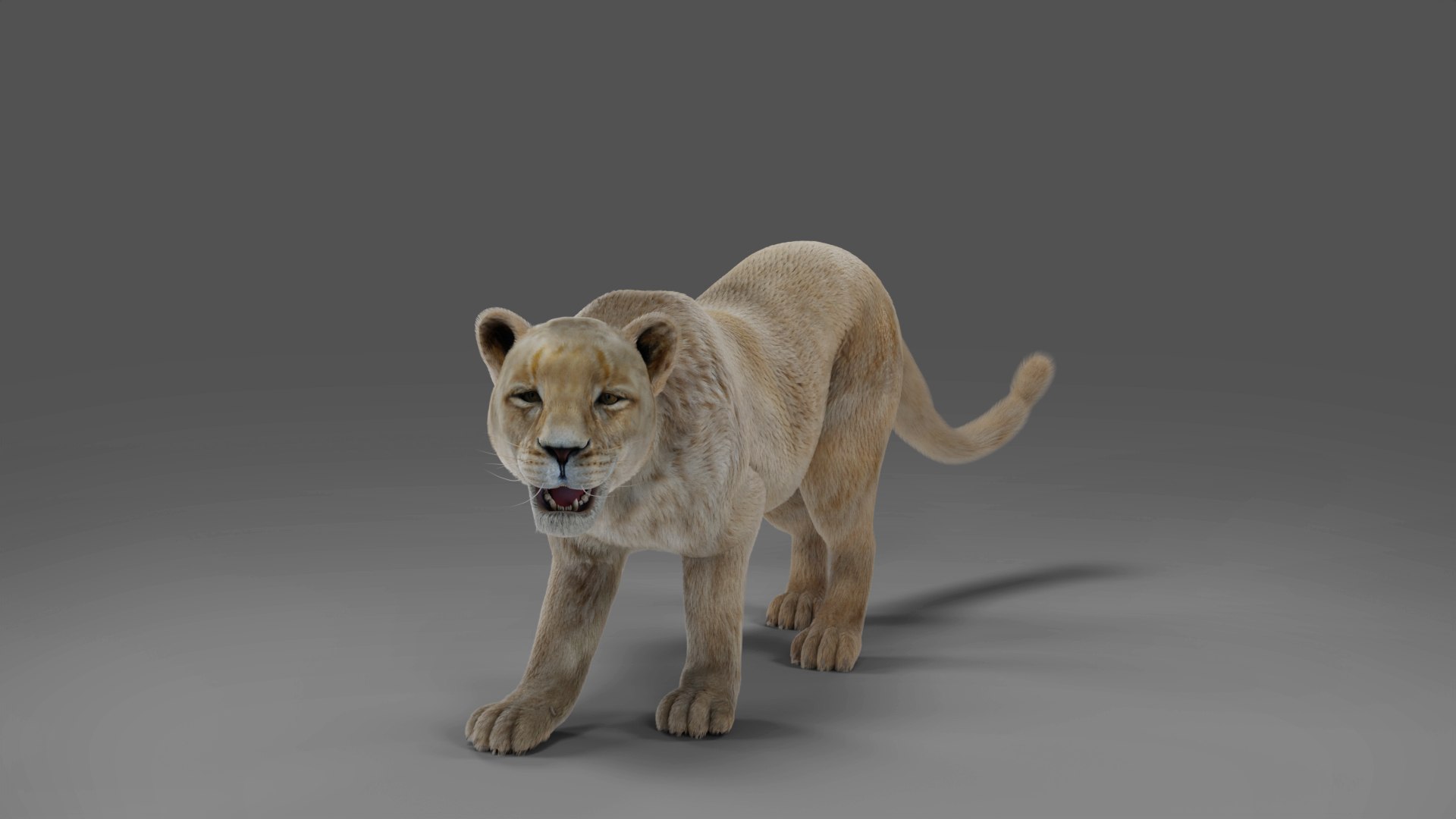 3D Fur Lioness Rigged And Animation In Unity - TurboSquid 2034254
