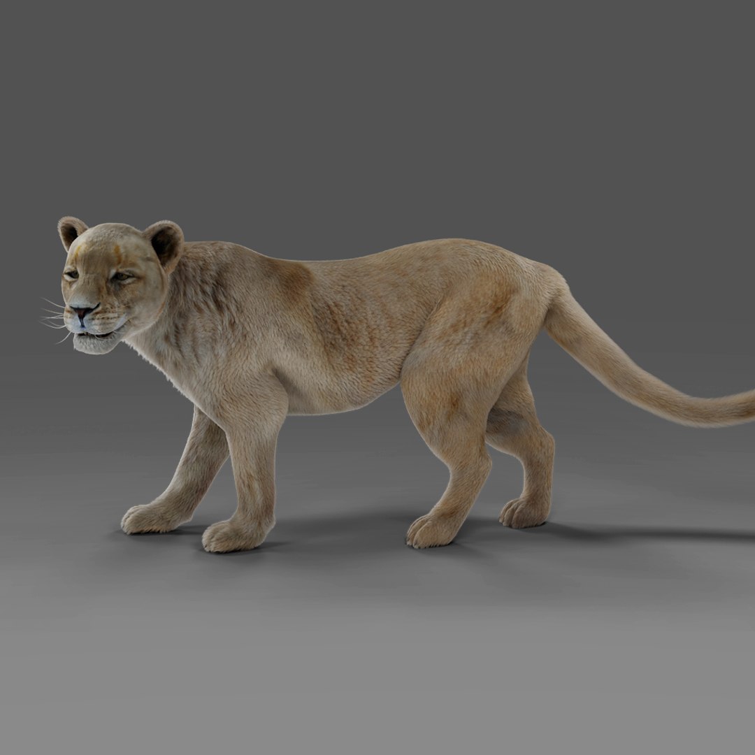 modelo 3d Fur Lioness Rigged and Animation in Unity - TurboSquid 2034254