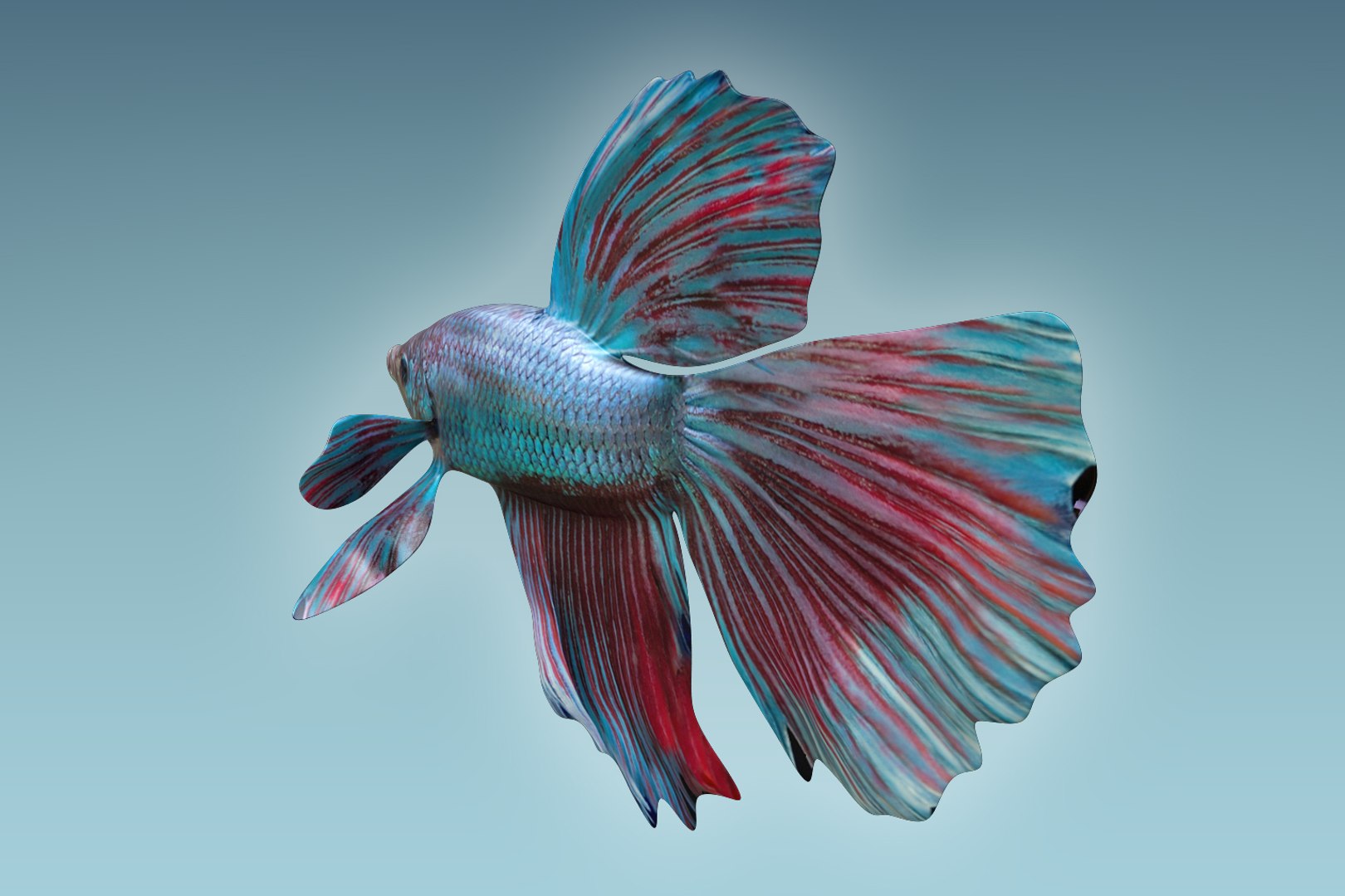 Betta Fish 3D Model - TurboSquid 1205953
