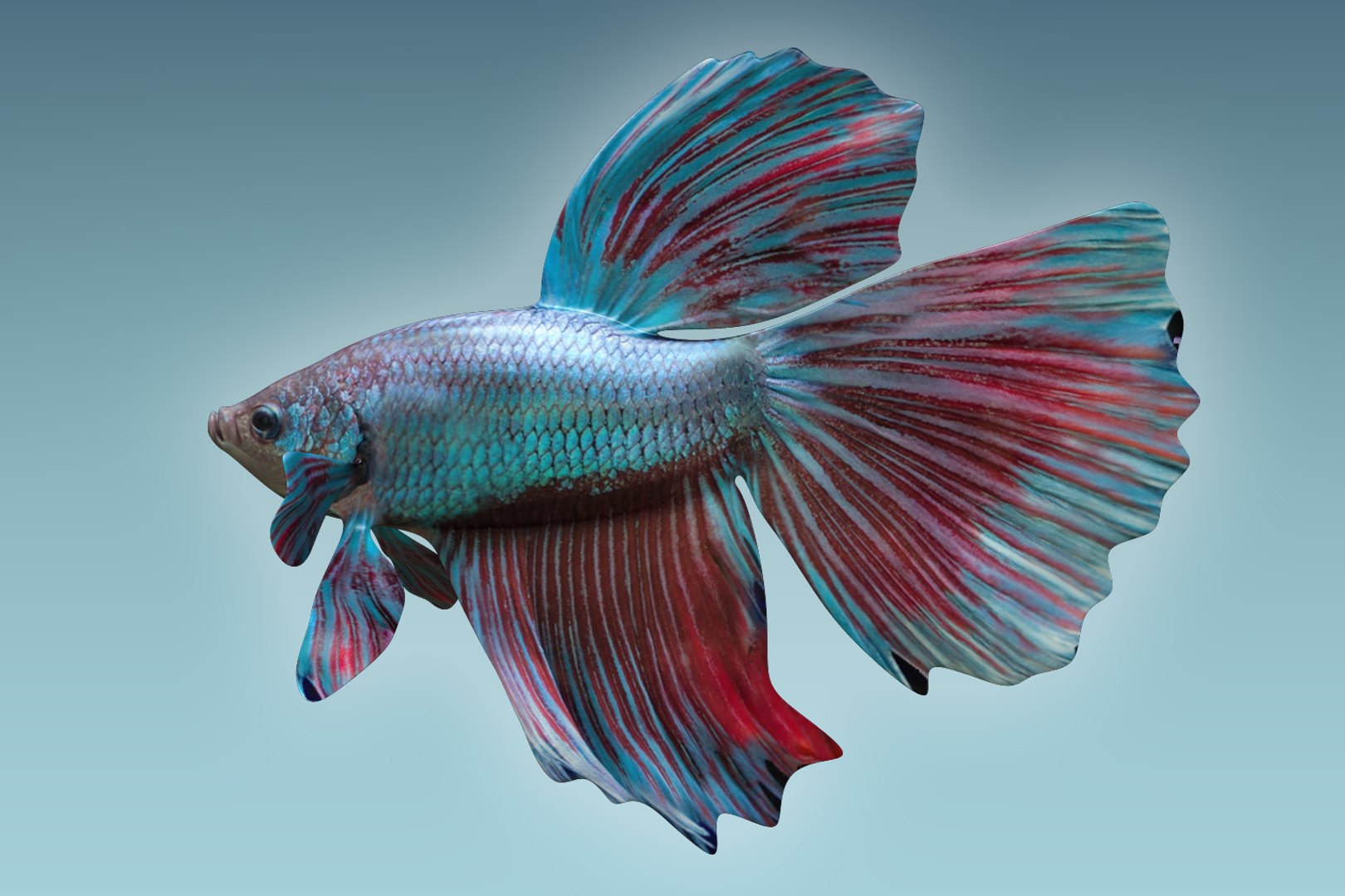 Betta Fish 3D Model - TurboSquid 1205953