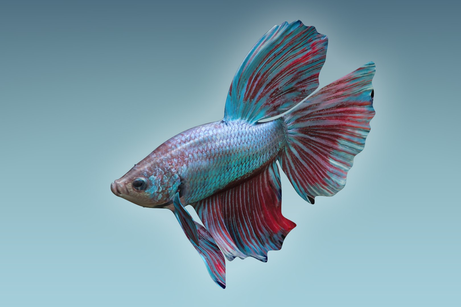 Betta Fish 3D Model - TurboSquid 1205953