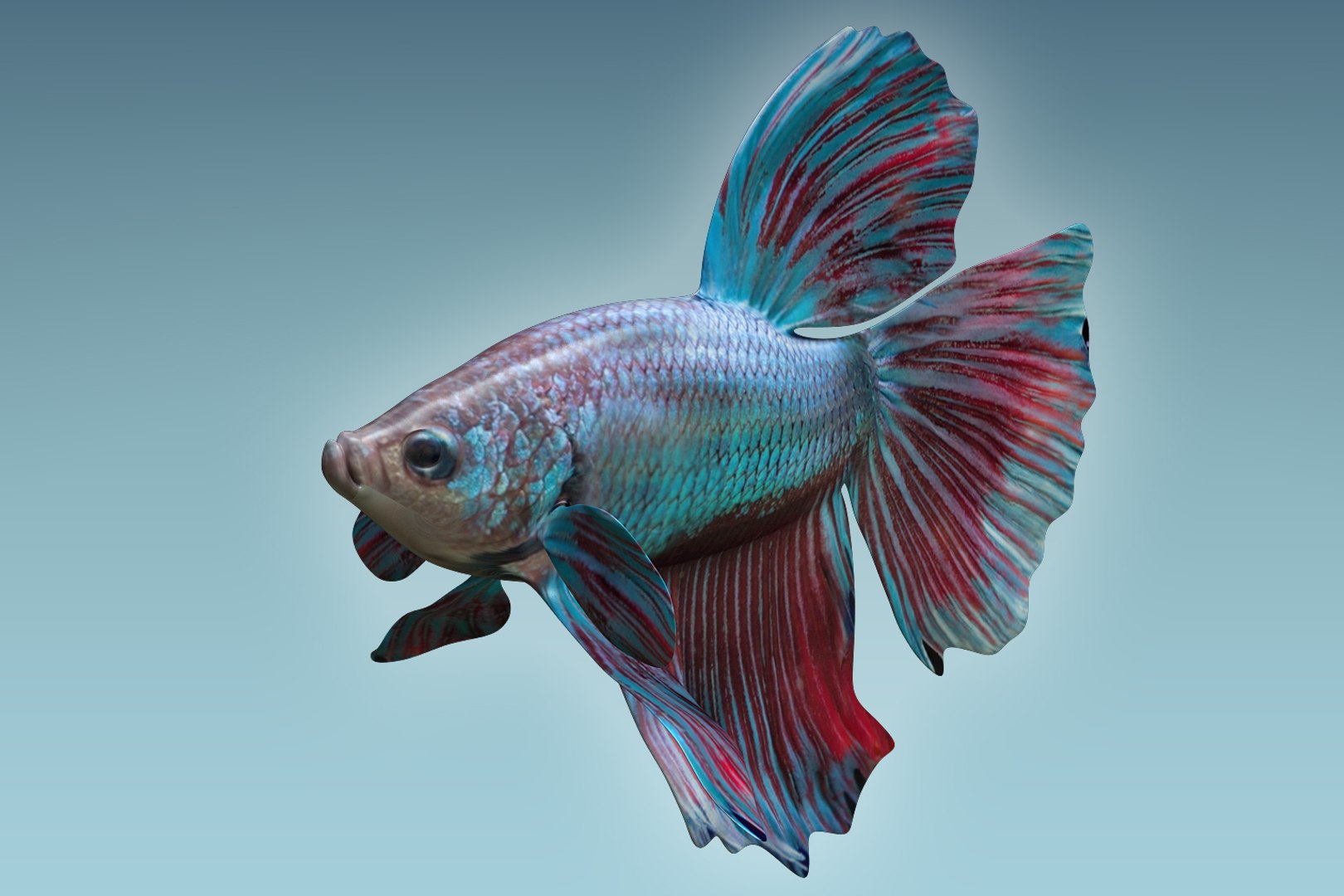 Betta Fish 3D Model - TurboSquid 1205953