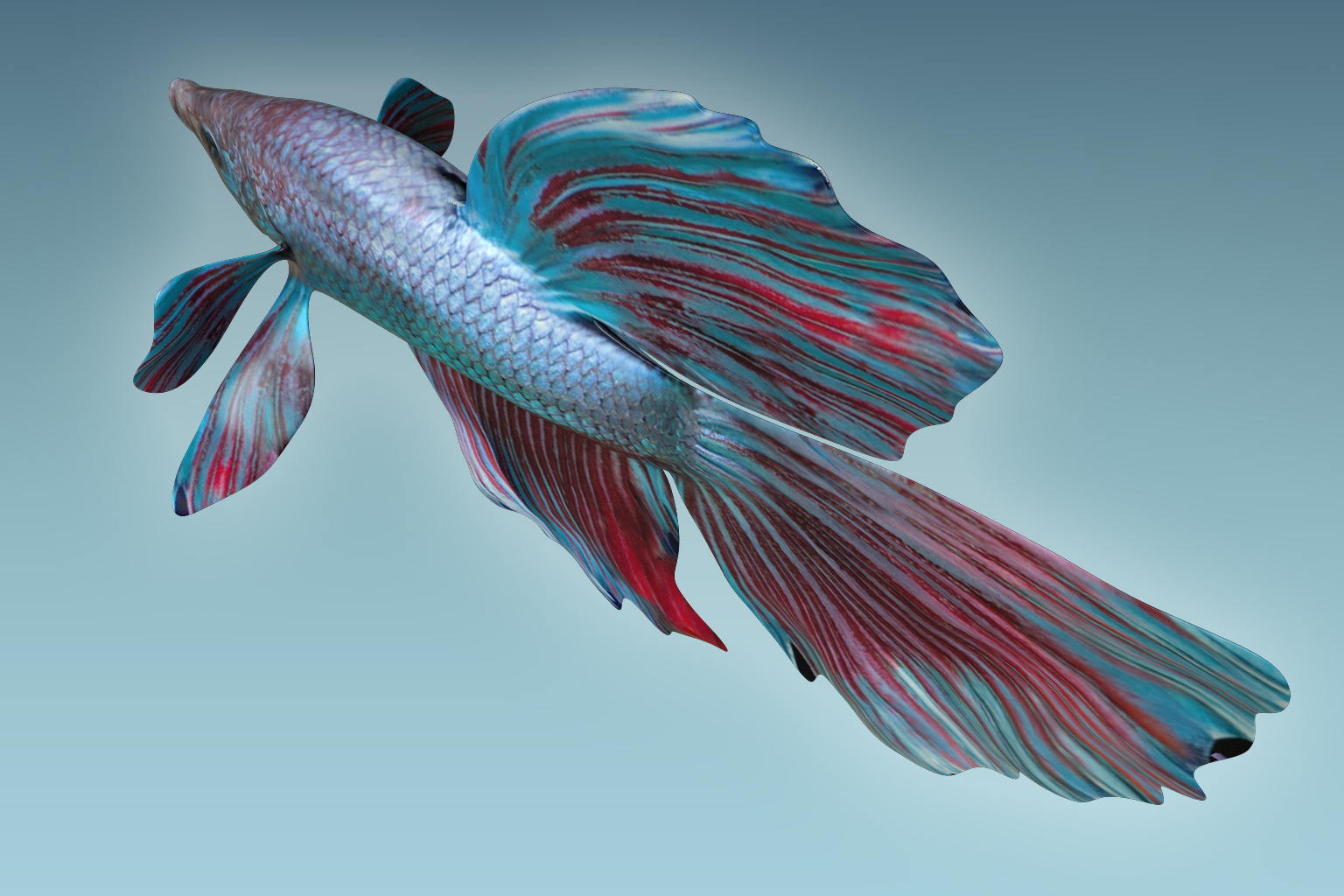 Betta fish 3D model - TurboSquid 1205953