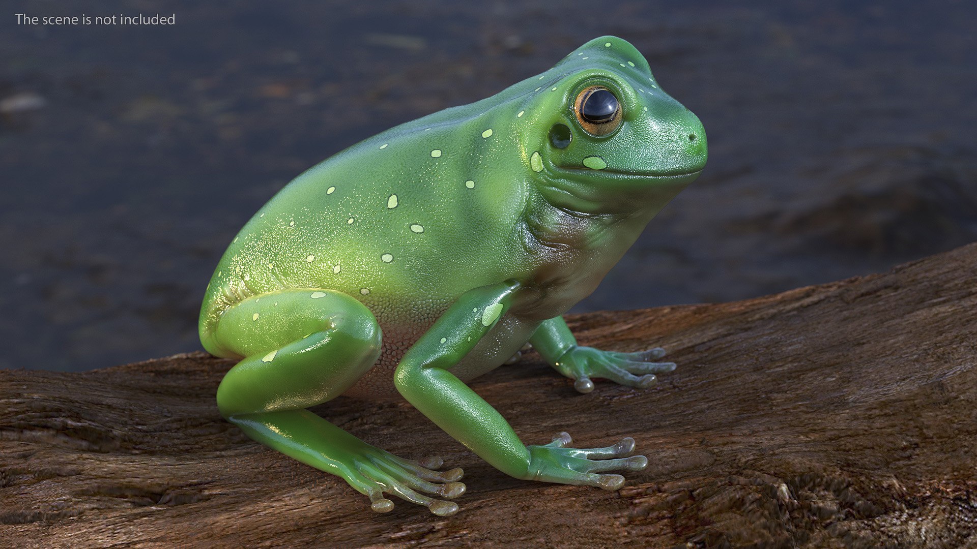 3D Realistic Green Tree Frog Model - TurboSquid 2249637