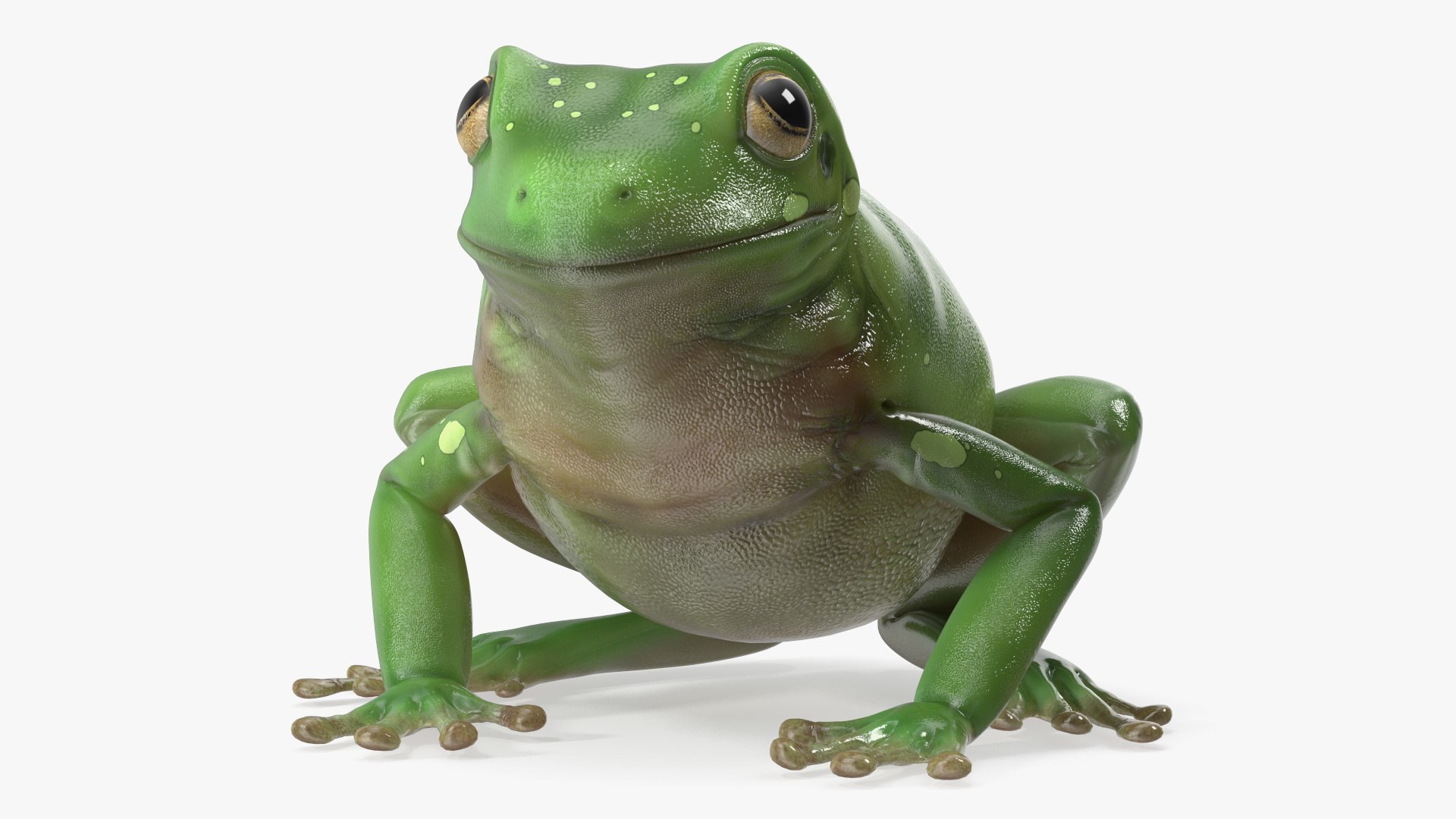 3D Realistic Green Tree Frog Model - TurboSquid 2249637