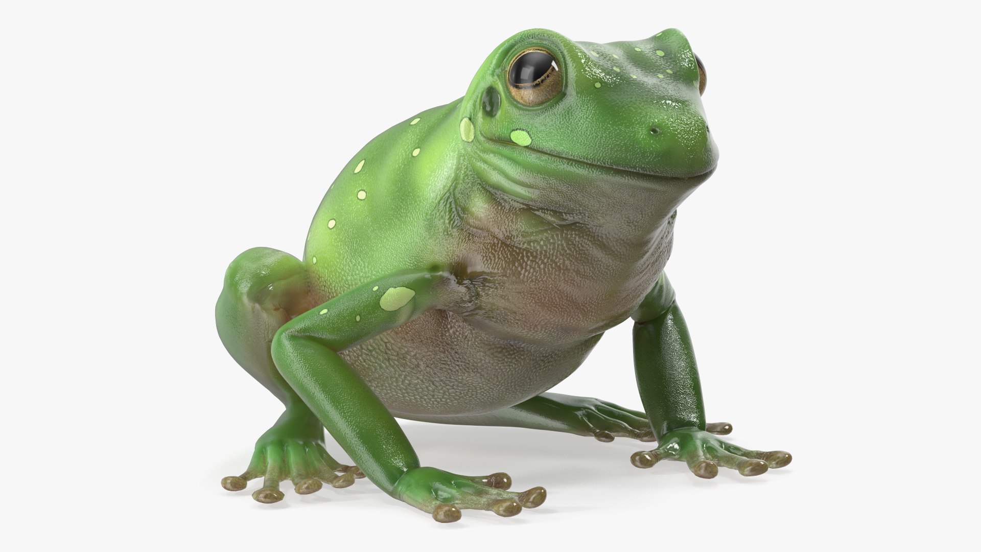3D Realistic Green Tree Frog Model - TurboSquid 2249637