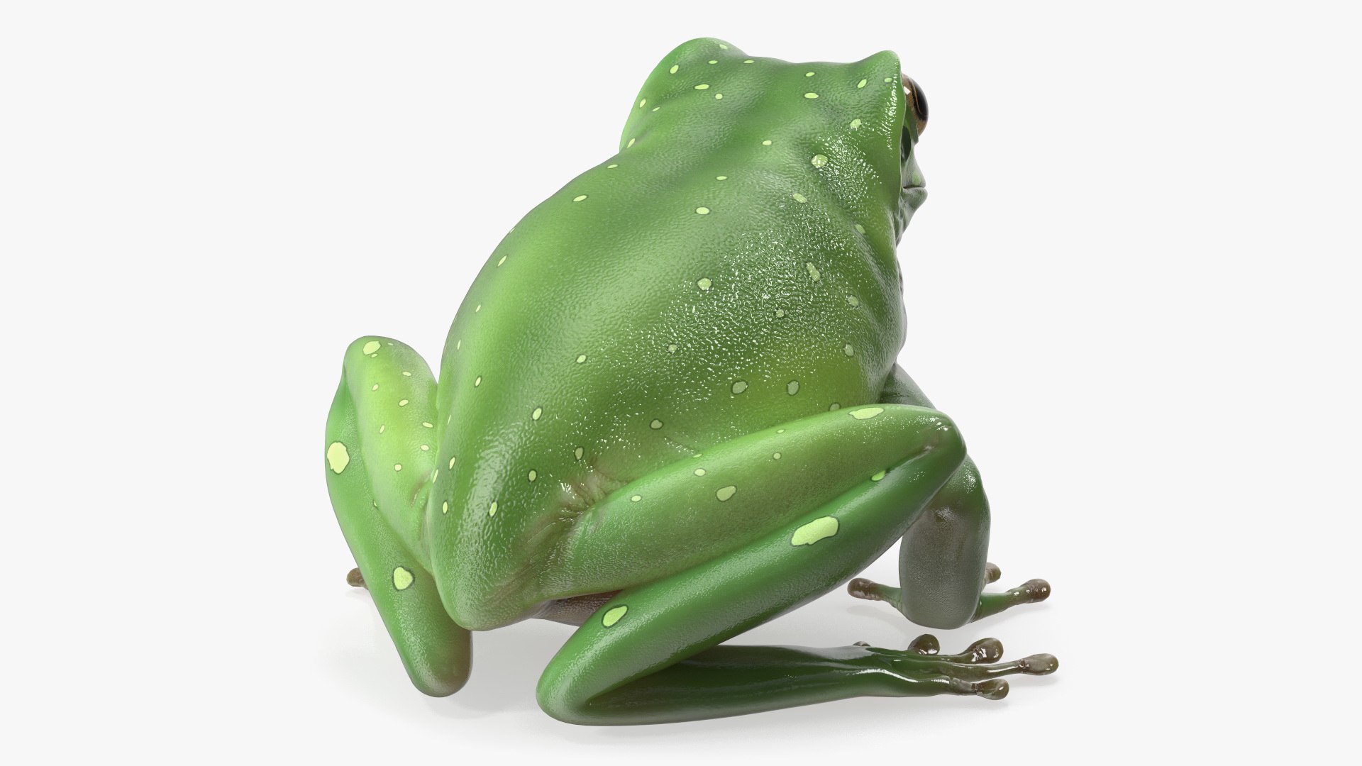 3D Realistic Green Tree Frog Model - TurboSquid 2249637