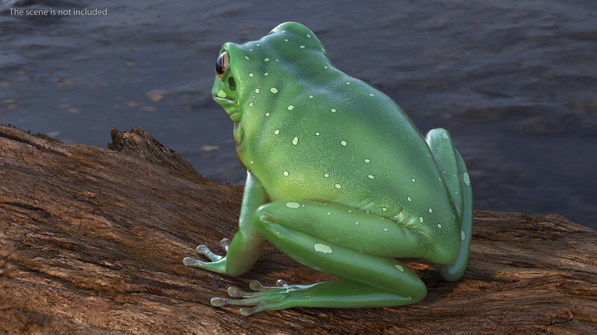 3D Realistic Green Tree Frog Model - TurboSquid 2249637