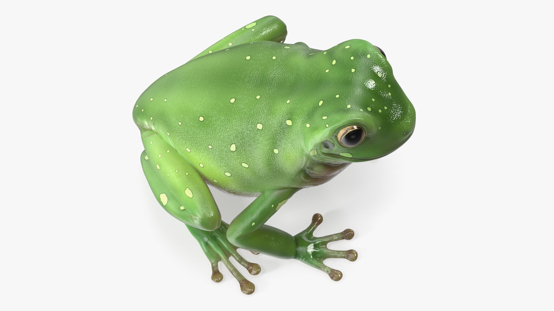 3D Realistic Green Tree Frog Model - TurboSquid 2249637