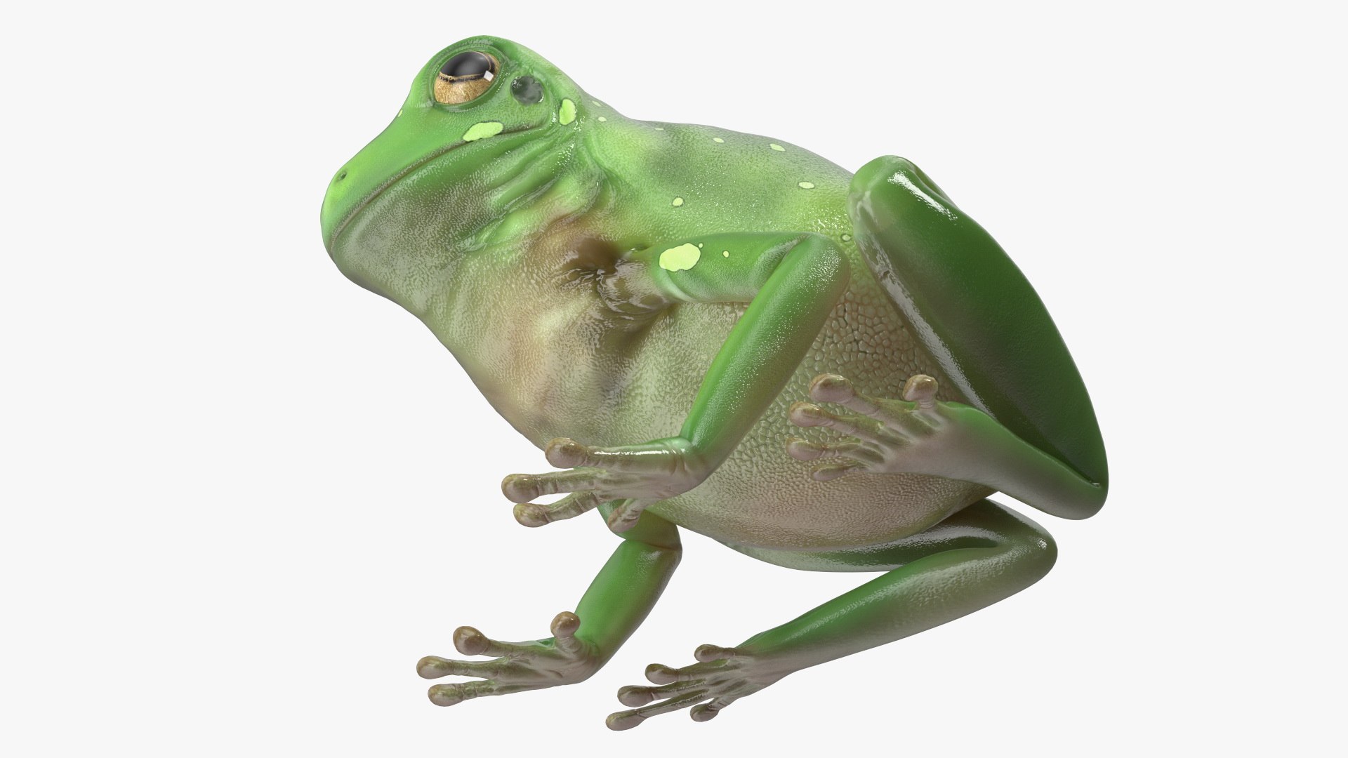 3D Realistic Green Tree Frog Model - TurboSquid 2249637