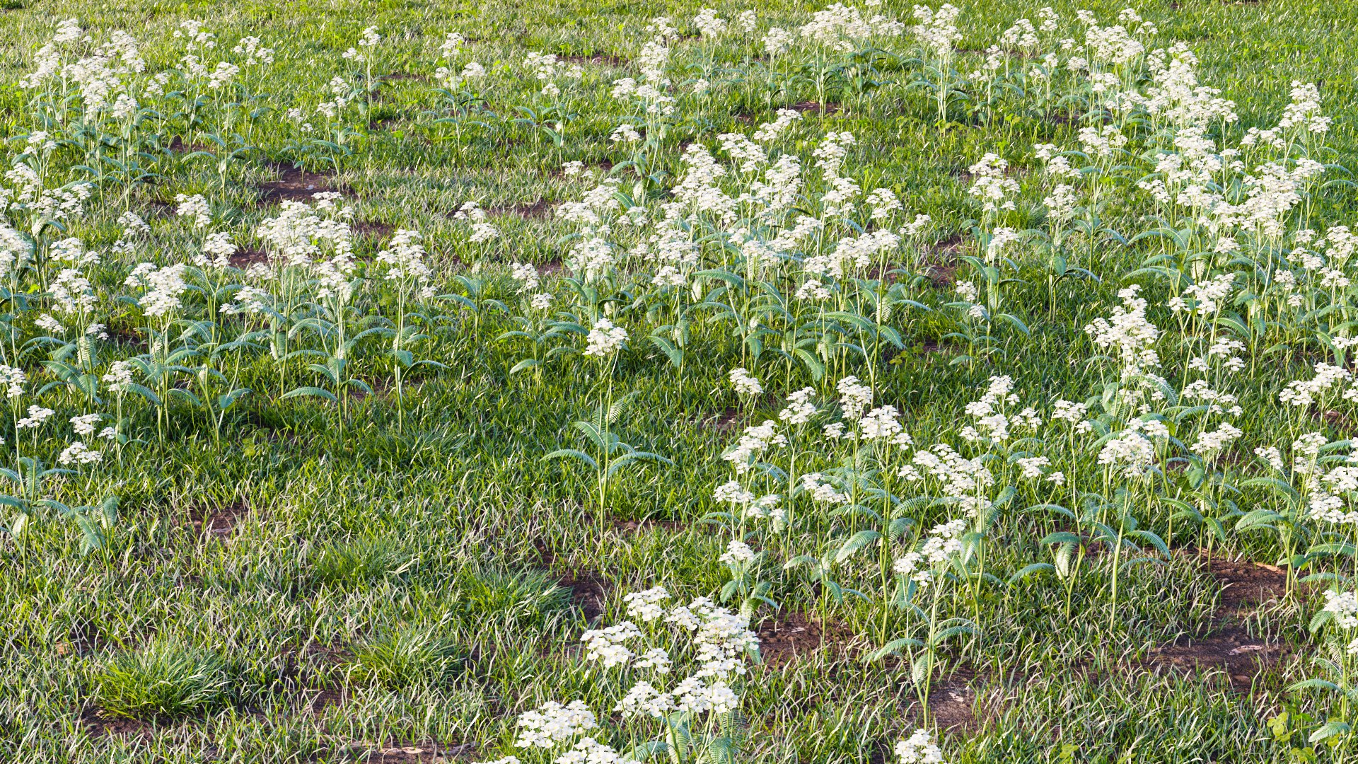 3D Yarrow Model - TurboSquid 1864996