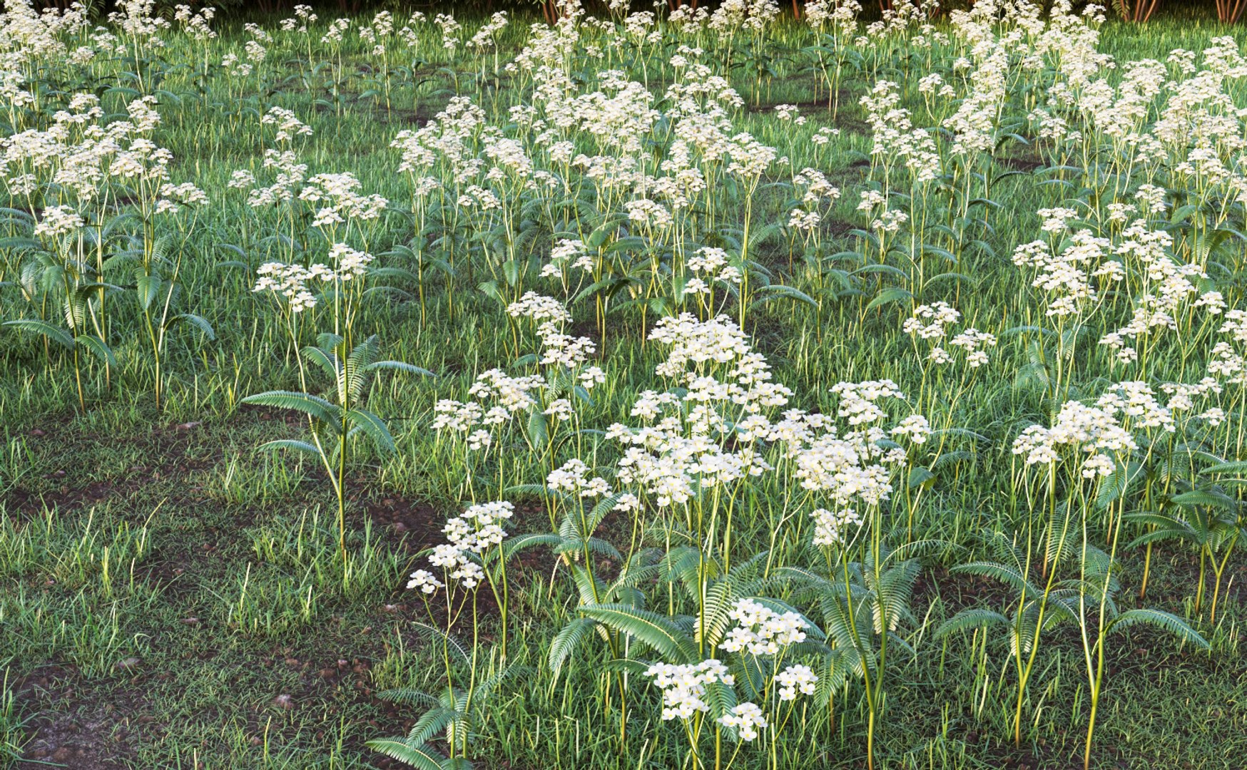 3D Yarrow Model - TurboSquid 1864996
